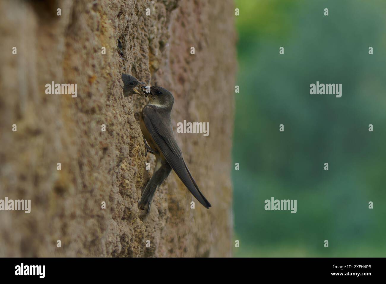 Sand martin-Riparia riparia feeds chicks at nest site. Uk Stock Photo ...