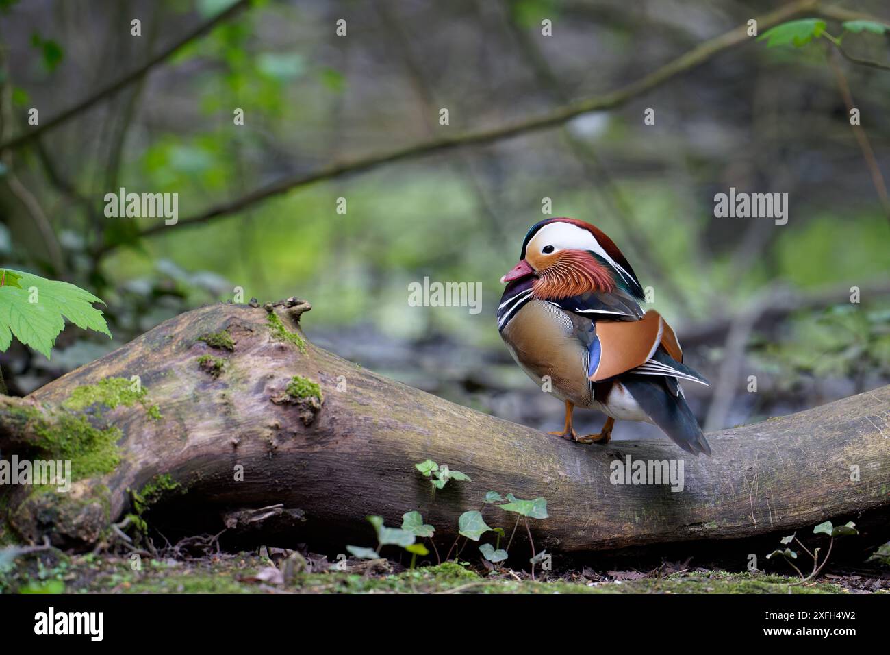 Spring mandarin ducks hi-res stock photography and images - Alamy