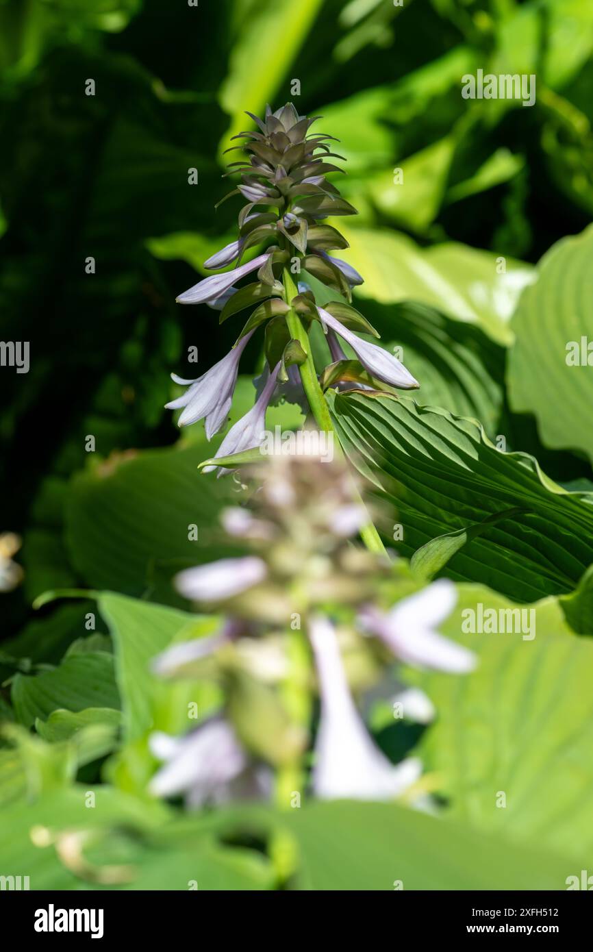 Close up of a hosta (Frances Williams) plantain lily in bloom Stock ...