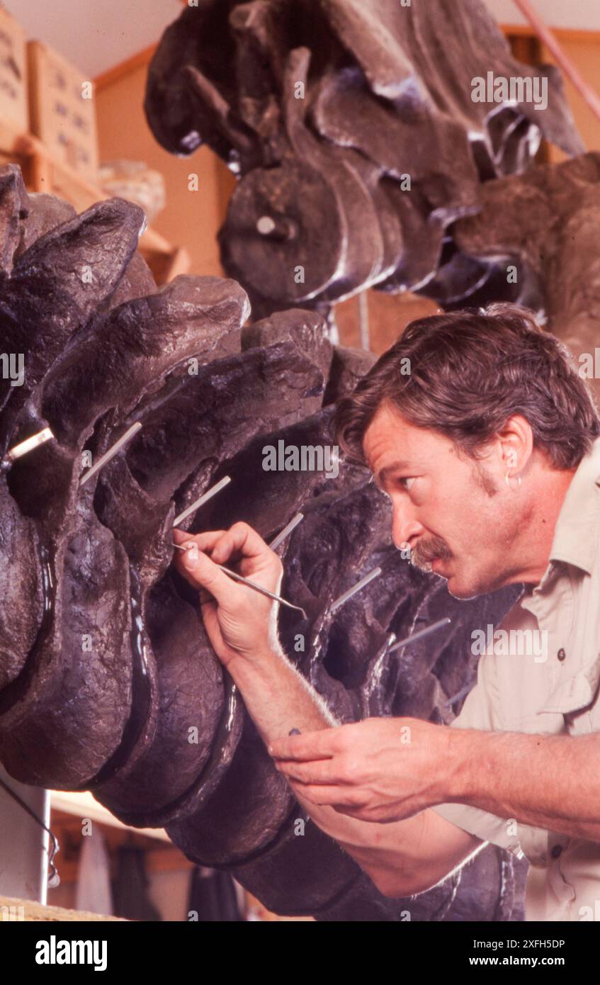Paleontologist works on dinosaur skeleton in in the Black Hills ...