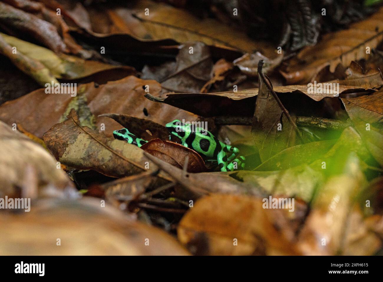 two green and black poison dart frogs in Costa Rica Stock Photo - Alamy
