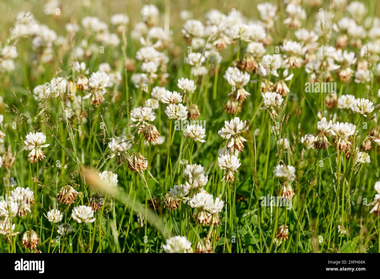 White clover growing in the meadow, wet with raindrops Stock Photo - Alamy