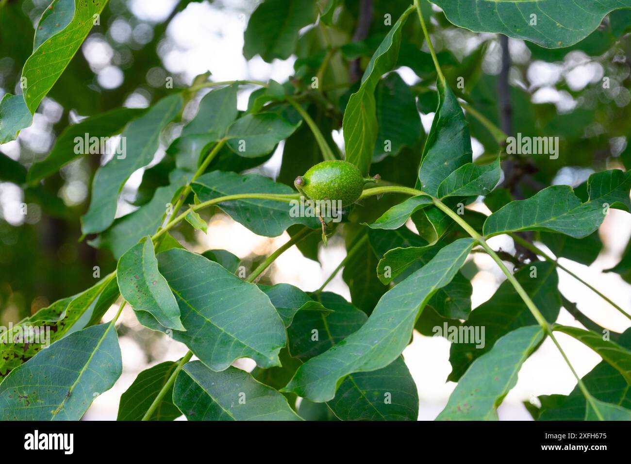 A young walnut on a tree branch Stock Photo - Alamy