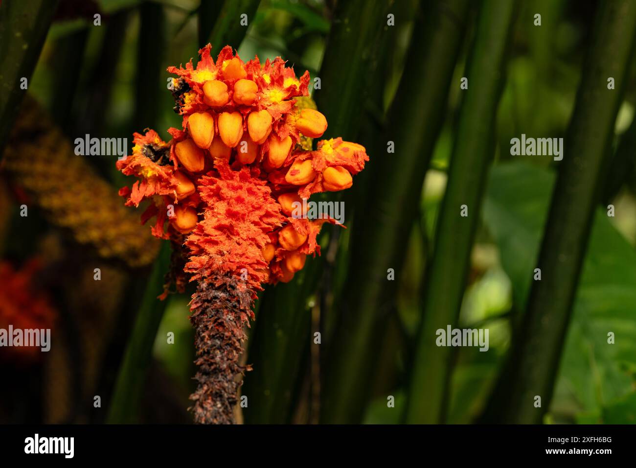 toquilla palm flower in Costa Rica Stock Photo - Alamy