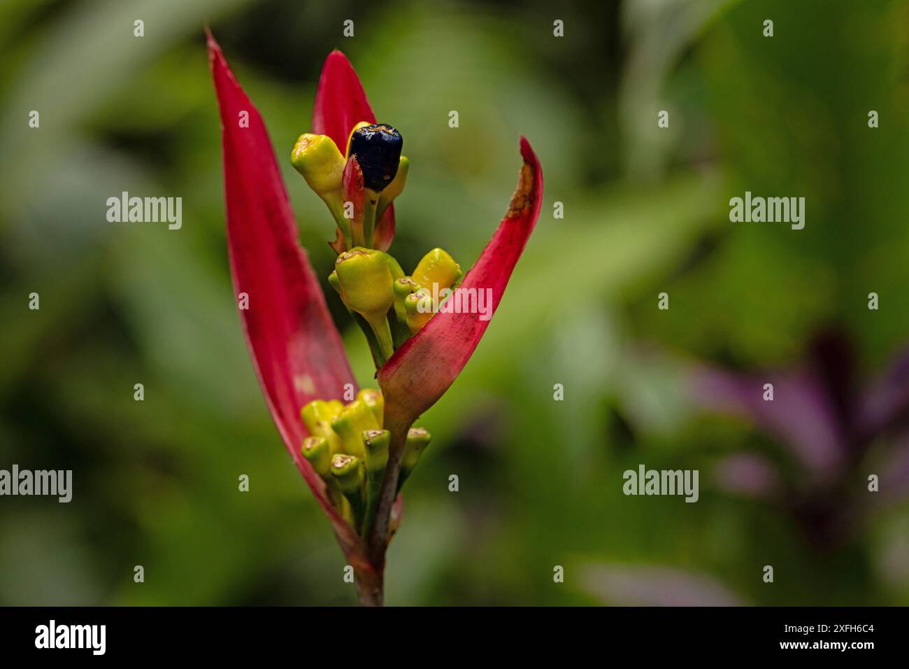 Parrots beak heliconia hi-res stock photography and images - Alamy