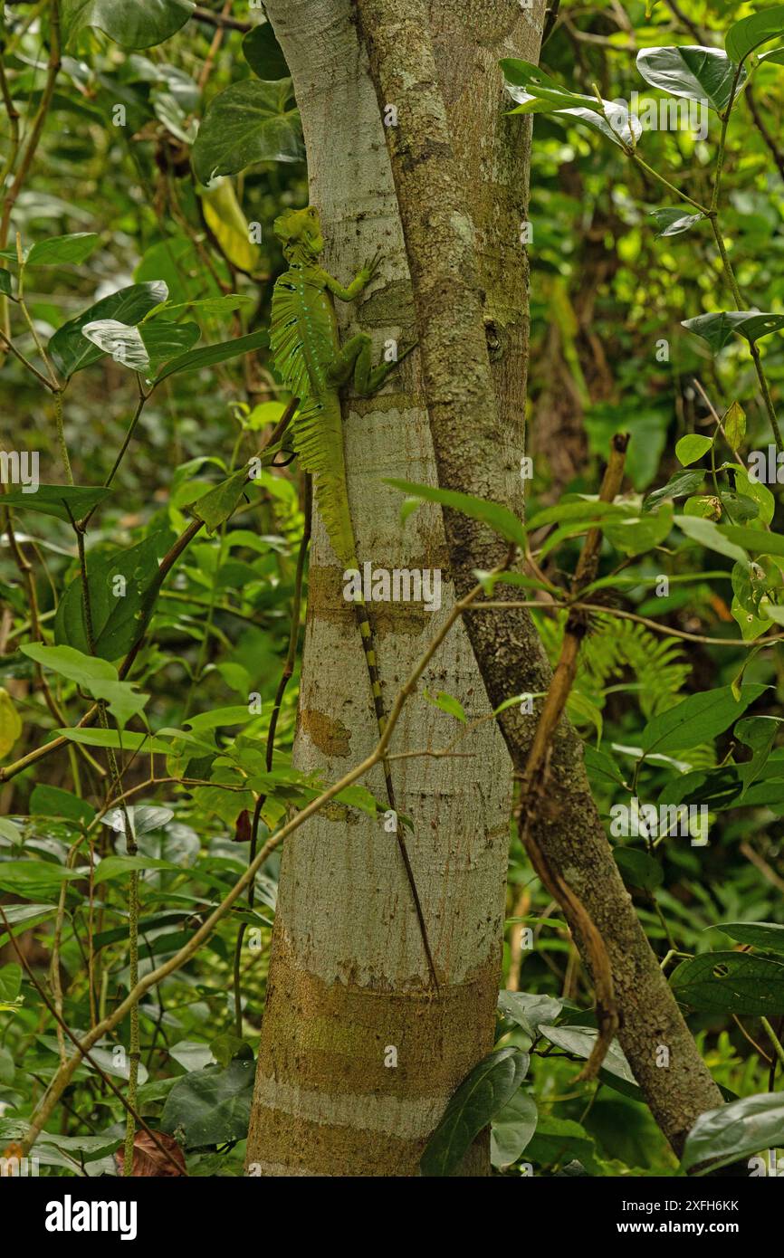 Emerald basilisk lizard costa rica hi-res stock photography and images ...