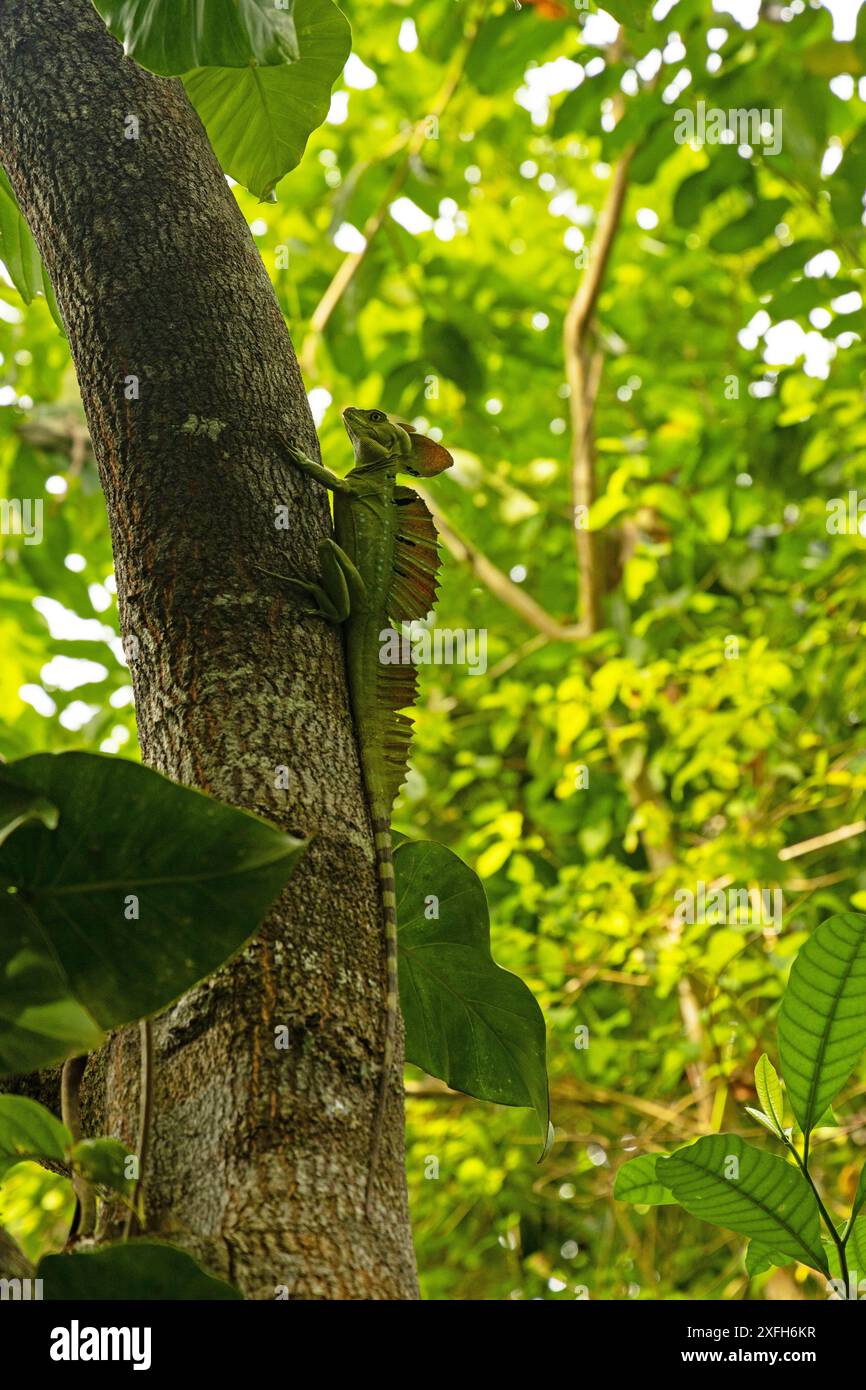 Emerald basilisk lizard costa rica hi-res stock photography and images ...