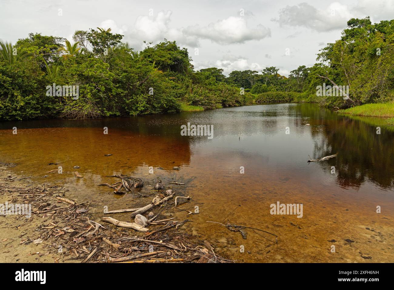 Rio Suarez river with dark brown water in the Cahuita National Park in ...