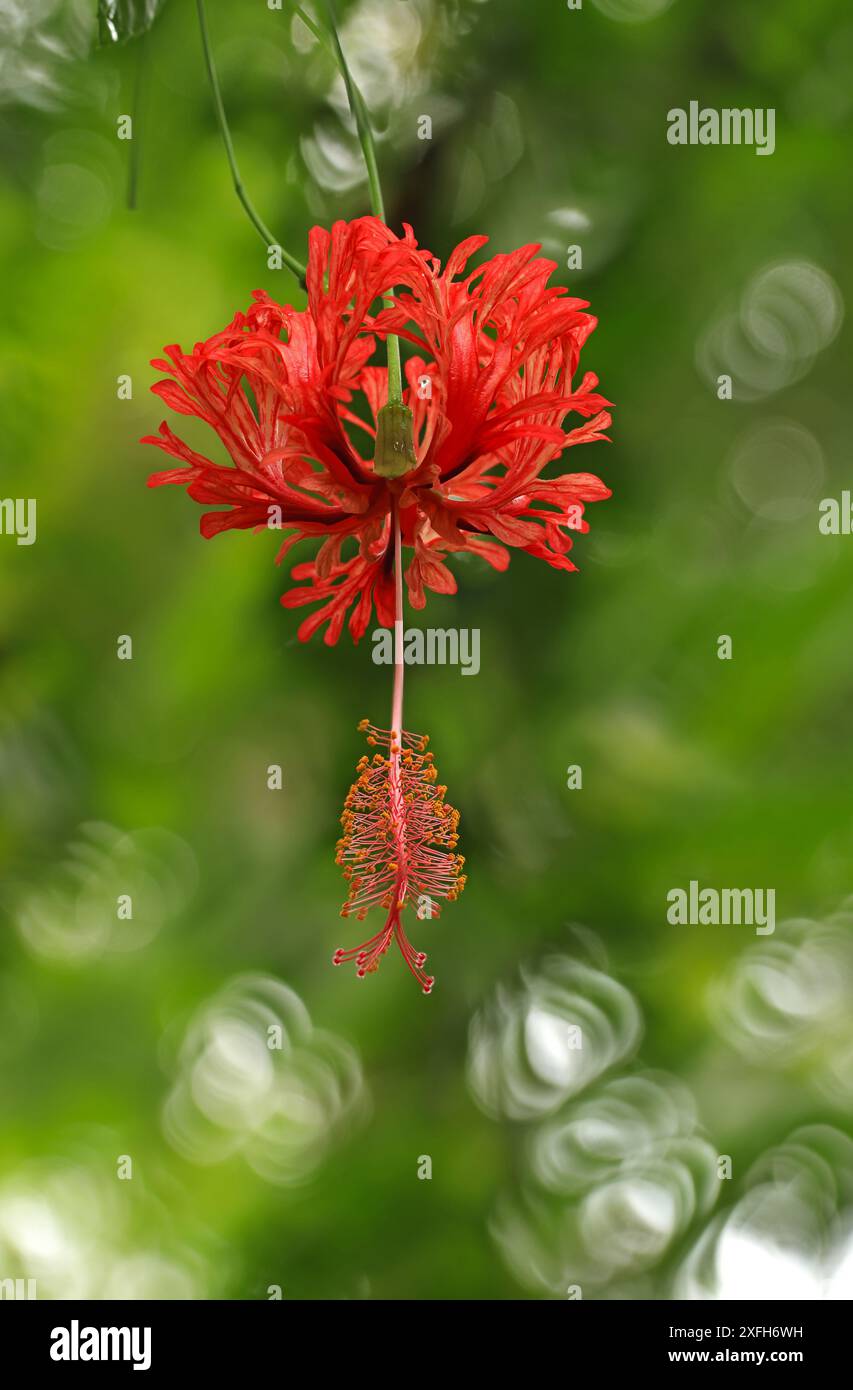 fringed rosemallow flower in a garden in Costa Rica Stock Photo - Alamy