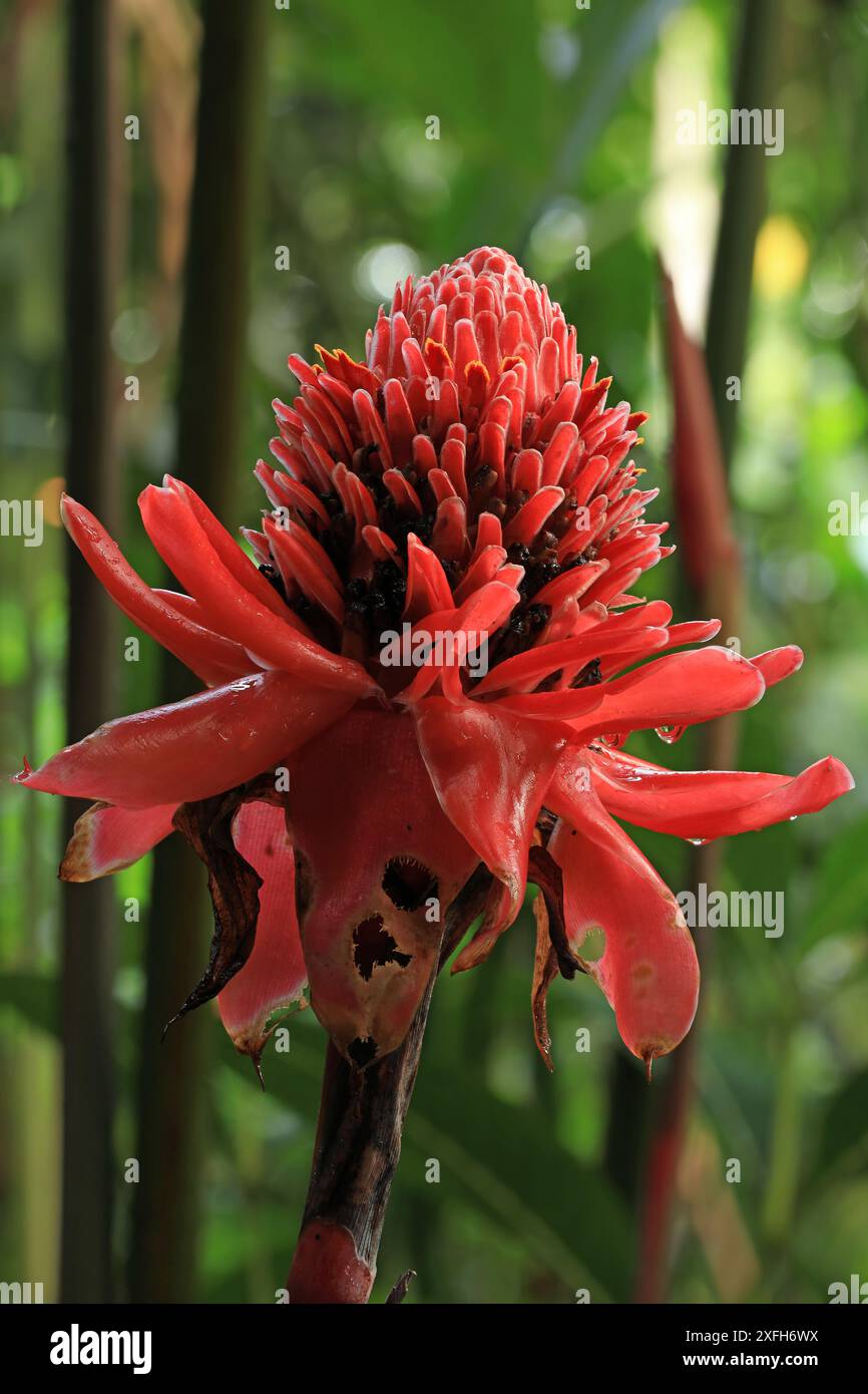Botany bright costa rica hi-res stock photography and images - Alamy
