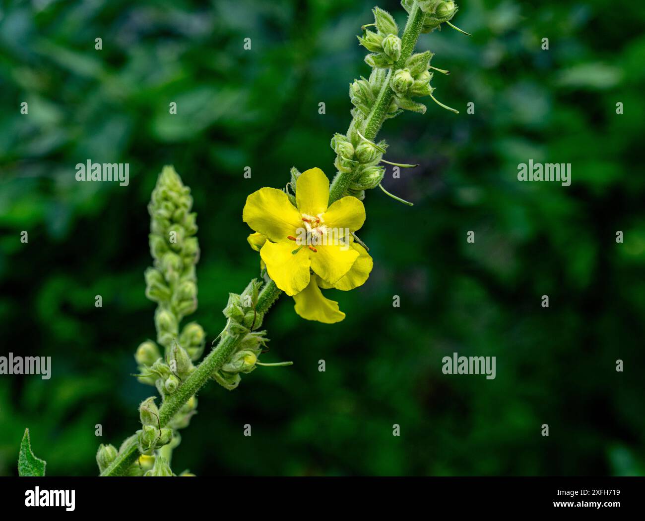 Large Flowered Mullein , Mullein, Verbascum densiflorum. Botanical ...