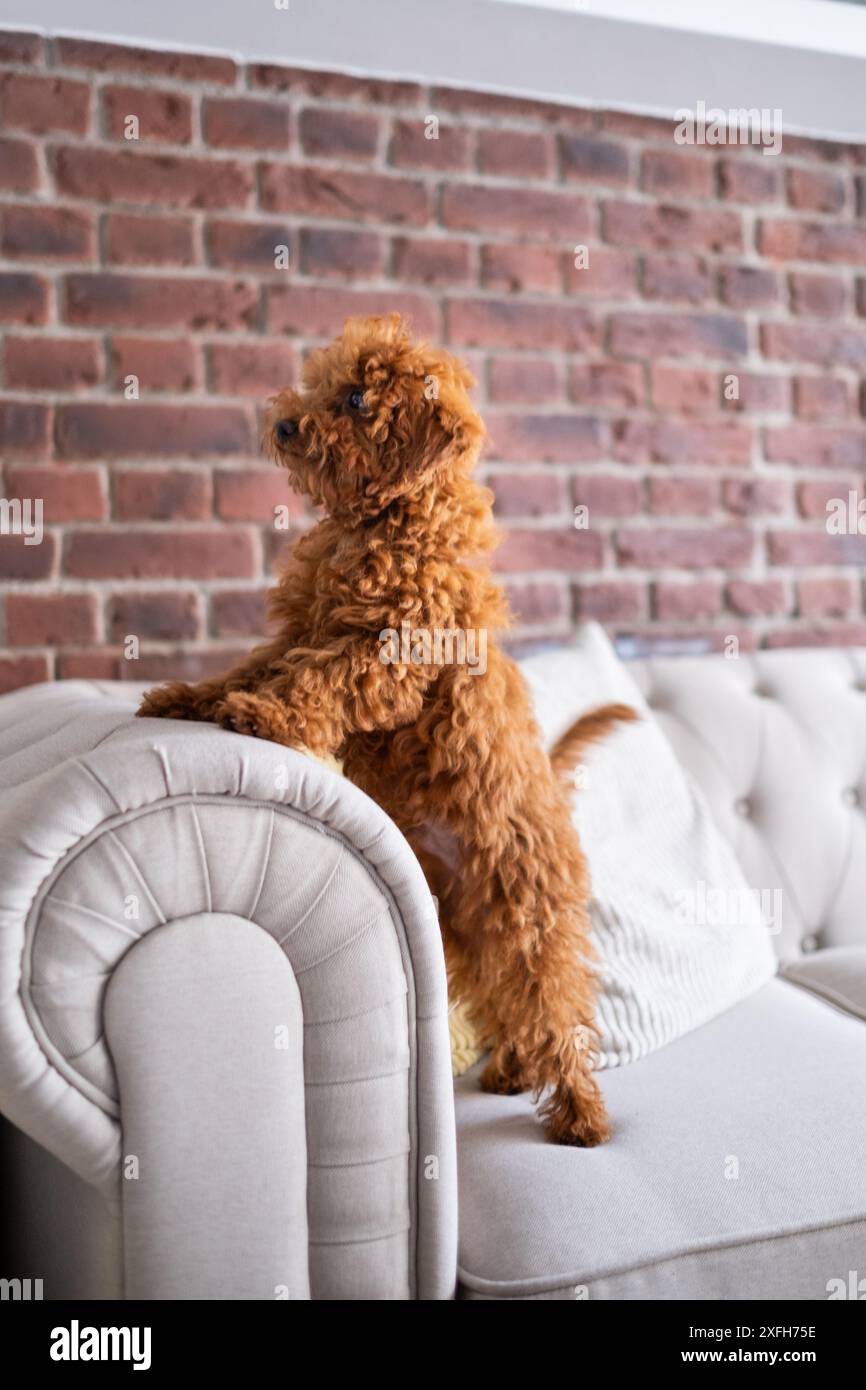 A brown mini toy poodle stands on two legs on the arm of a white ...