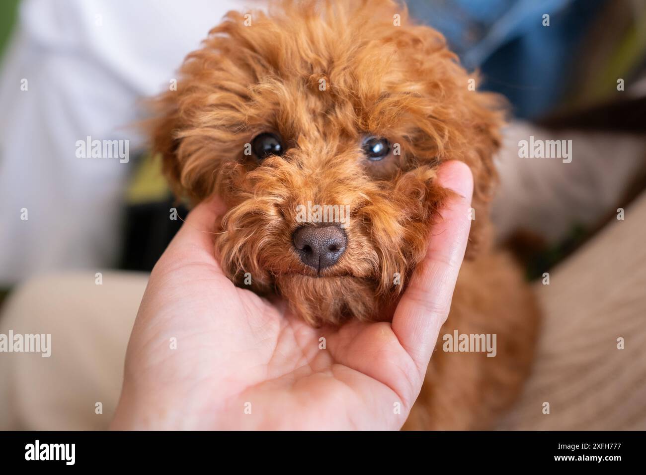 A hand carefully holds the face of a small brown mini-toy poodle. The ...