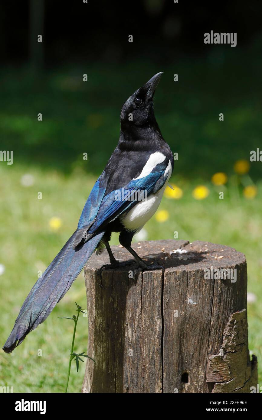 Pica pica in a tree hi-res stock photography and images - Alamy