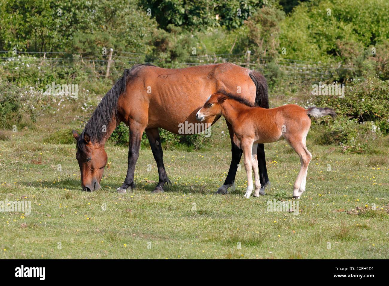 A brown New Forest pony eating grass with her foal standing next to her ...