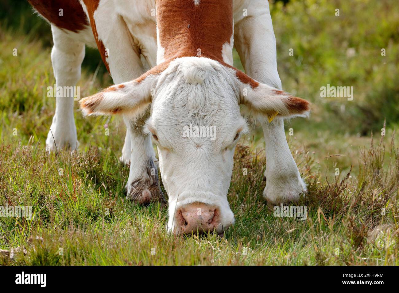 A brown and white cow eating grass, headshot, facing the camera Stock ...