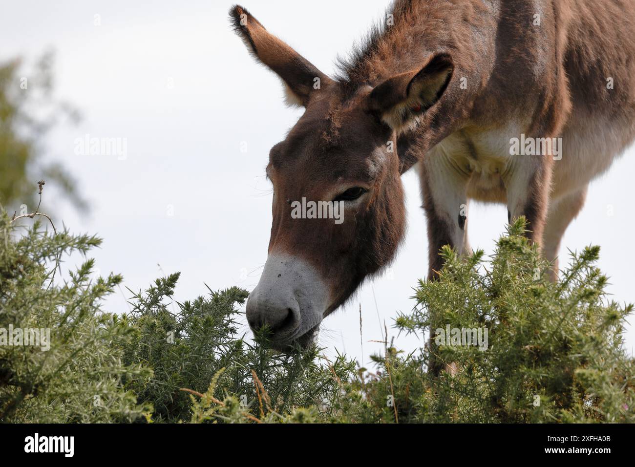 A brown and white donkey eating the gorse. Headshot, taken from below ...