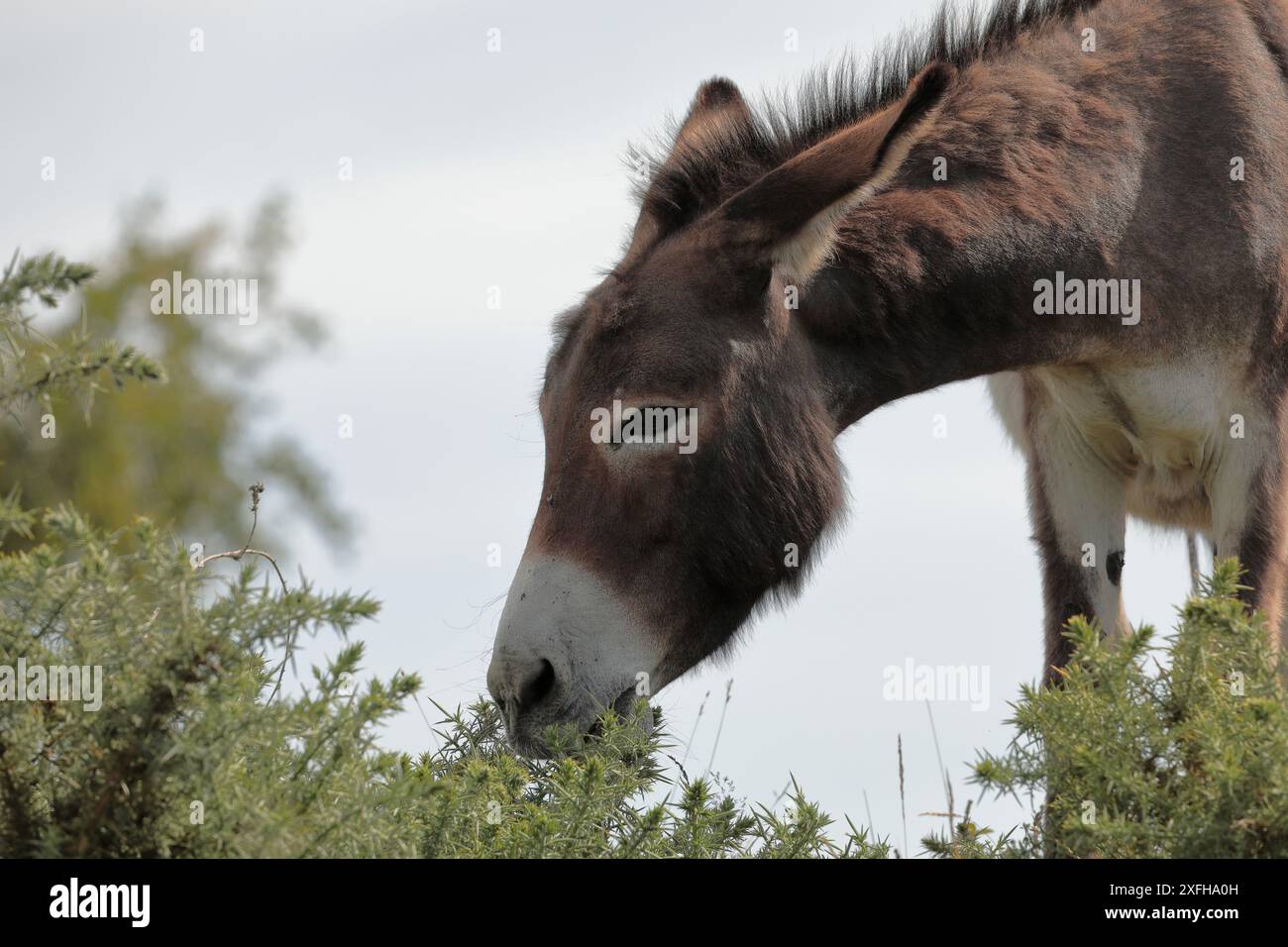 A brown and white donkey eating the gorse. Headshot, taken from below ...
