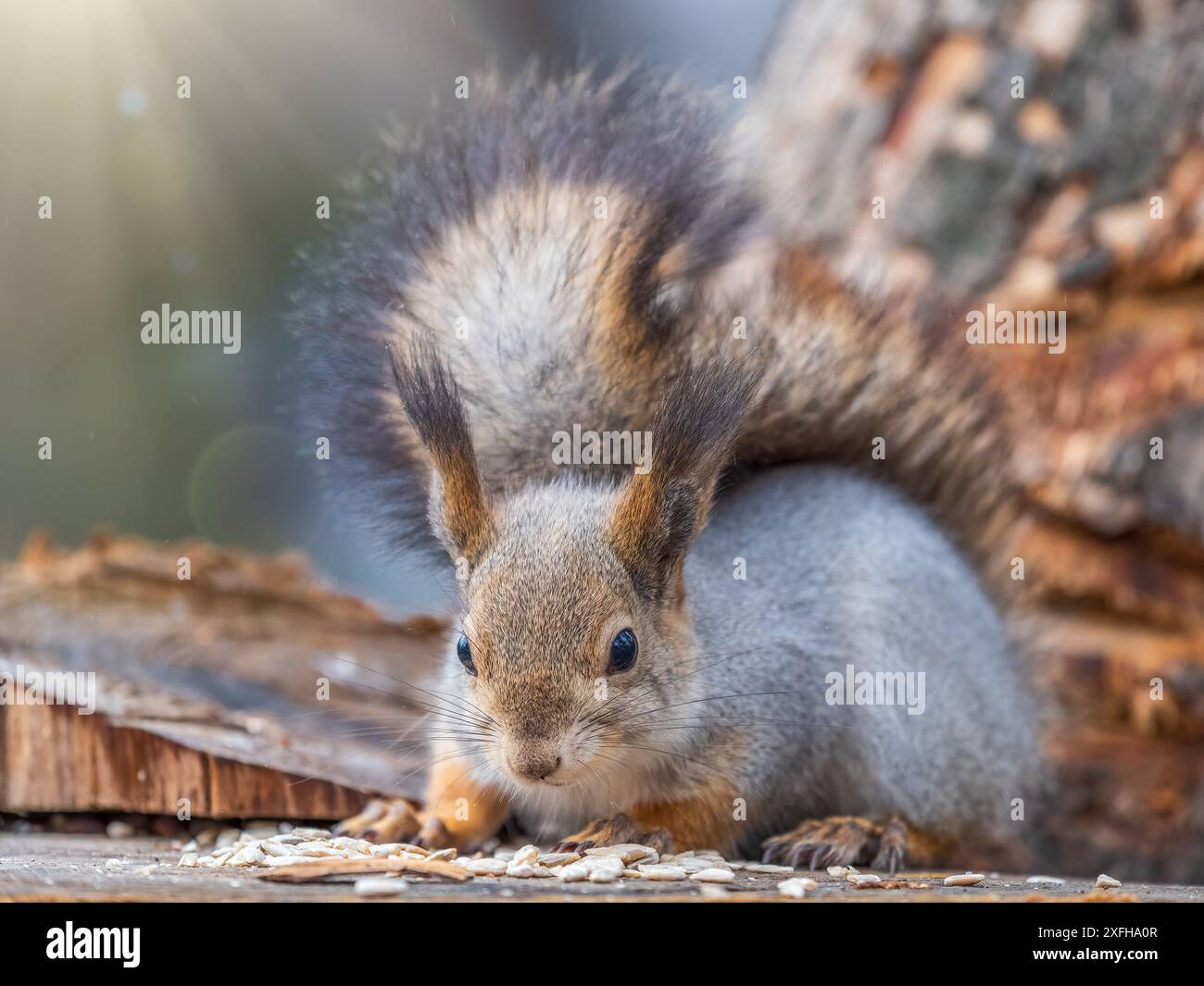 A squirrel sits on a stump and eats nuts in autumn. Eurasian red ...