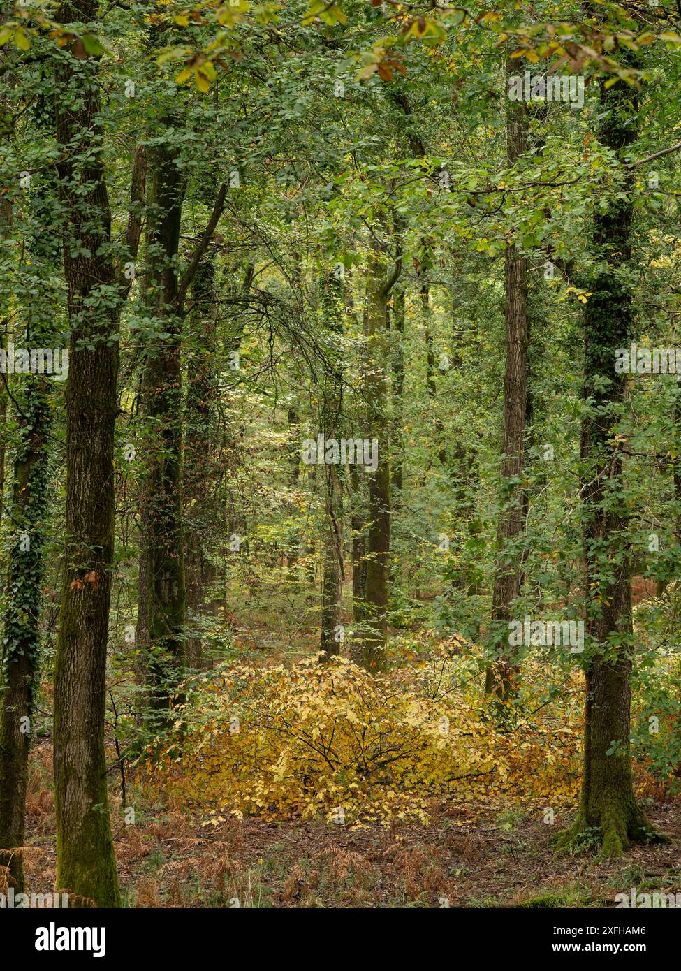 Dense natural woodland at New Beechenhurst Inclosure, Forest of Dean ...