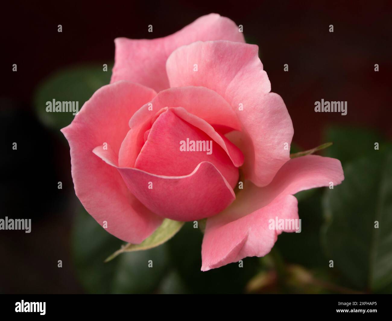 Blooming beautiful pink roses hi-res stock photography and images - Alamy