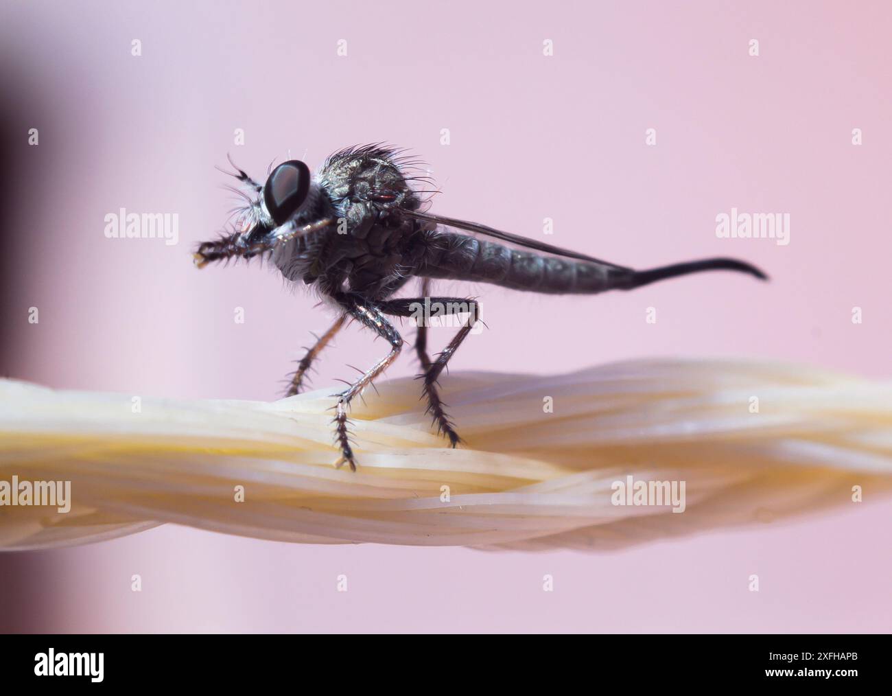 Moscas insecto hi-res stock photography and images - Alamy