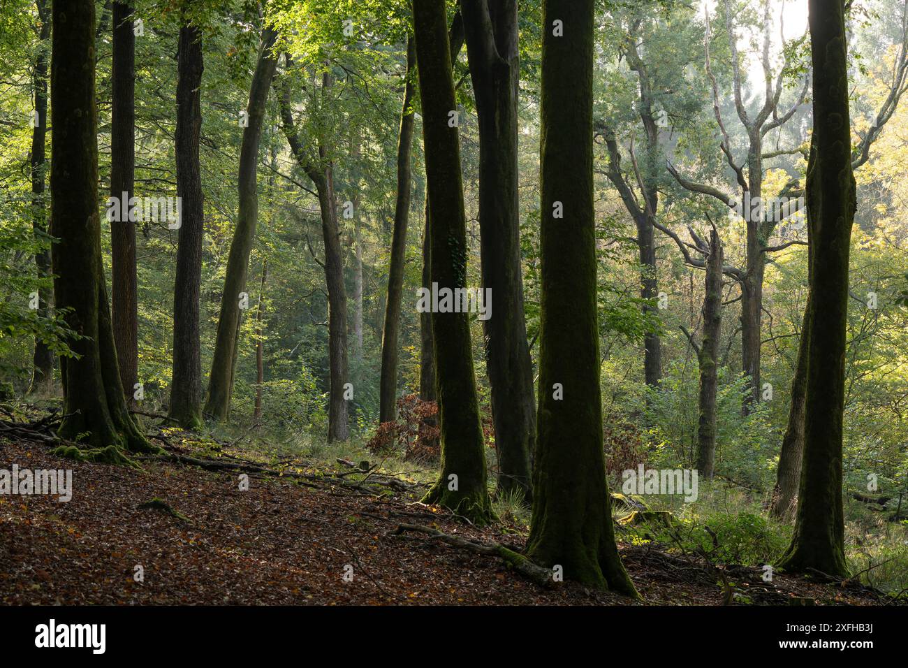 Dense natural woodland at New Beechenhurst Inclosure, Forest of Dean ...