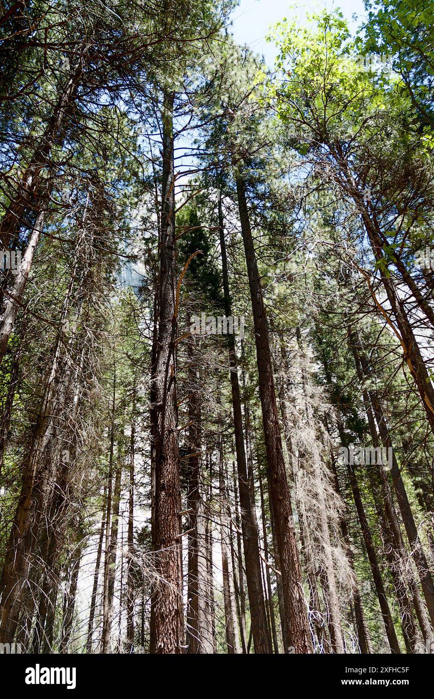 Tall trees landscape in Yosemite National Park California USA Stock ...