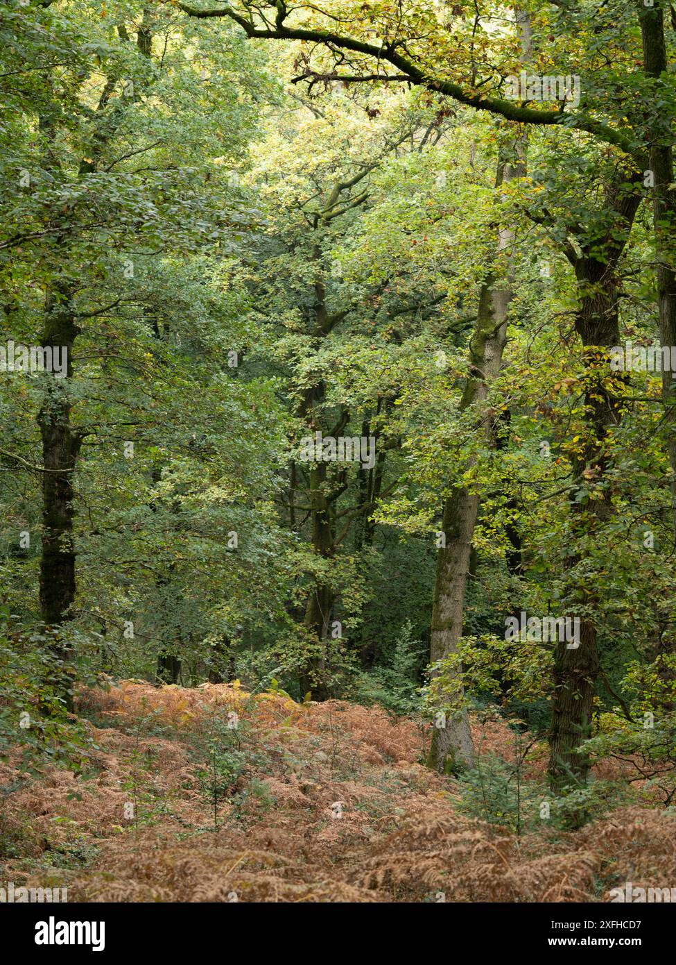 Mixed woodland at Mortimer Forest, Ludlow, Shropshire, UK Stock Photo ...