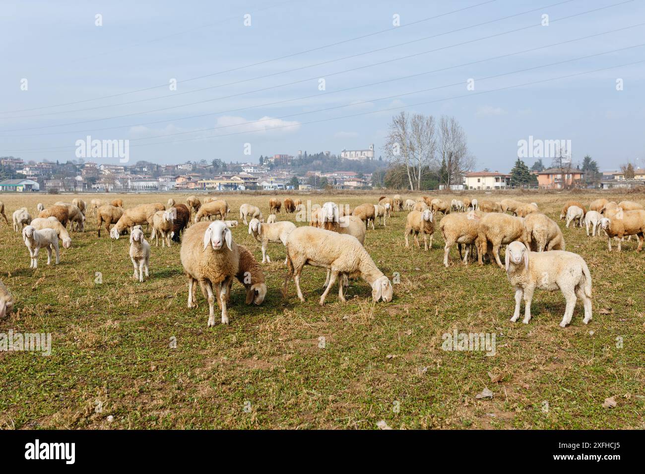 a flock of sheep grazing in a pasture watching in camera Stock Photo ...