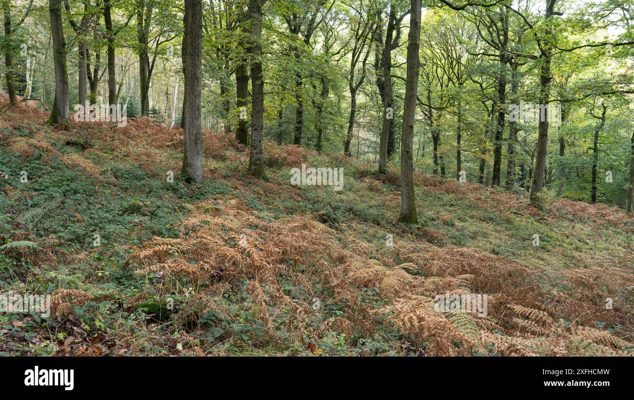 Mixed woodland at Mortimer Forest, Ludlow, Shropshire, UK Stock Photo ...