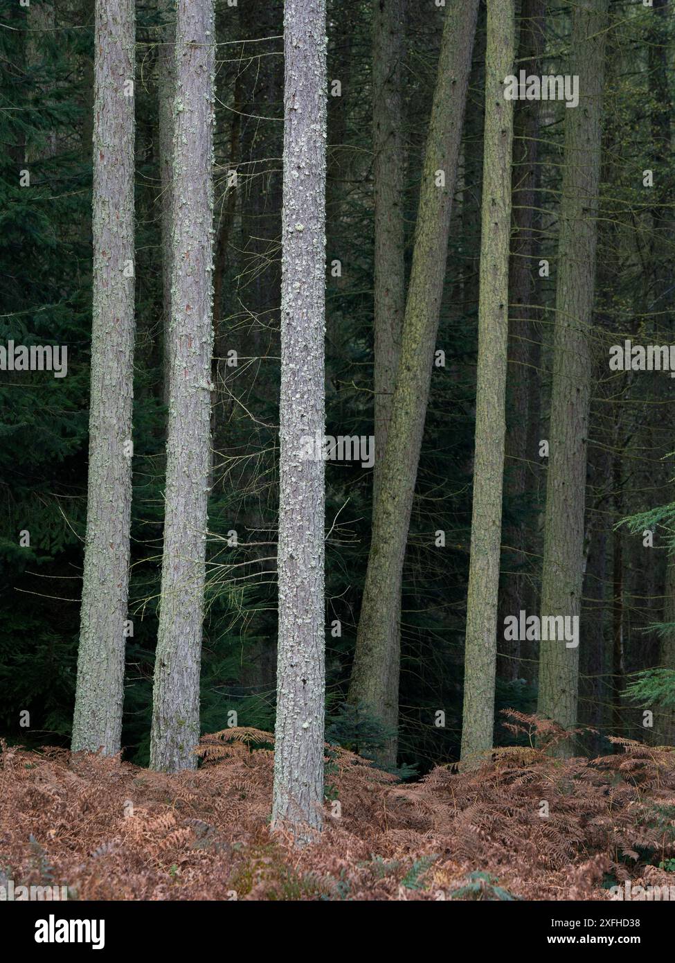 Mixed woodland at Mortimer Forest, Ludlow, Shropshire, UK Stock Photo ...