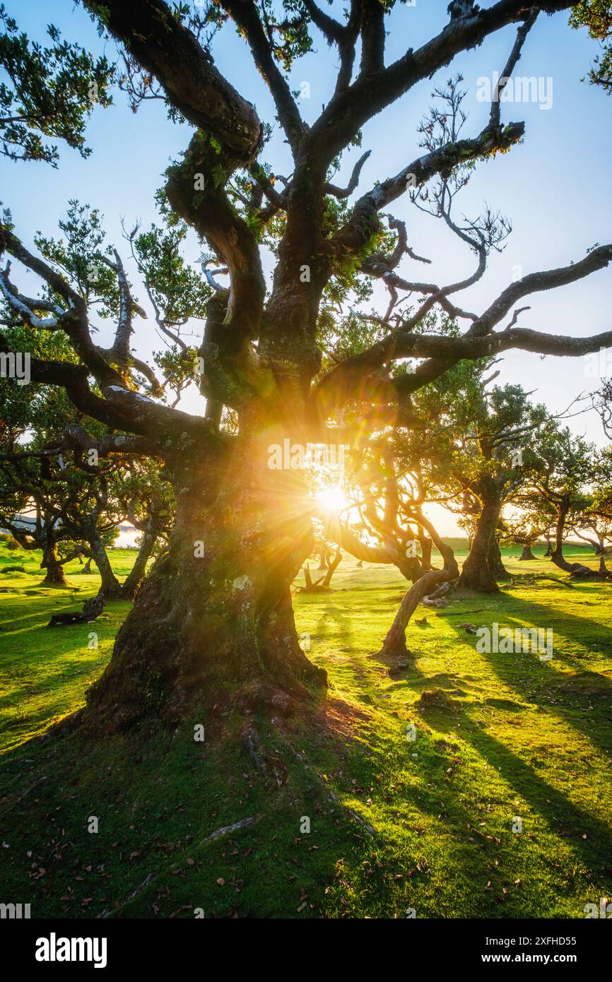 Fanal forest on Madeira island, Portugal Stock Photo - Alamy