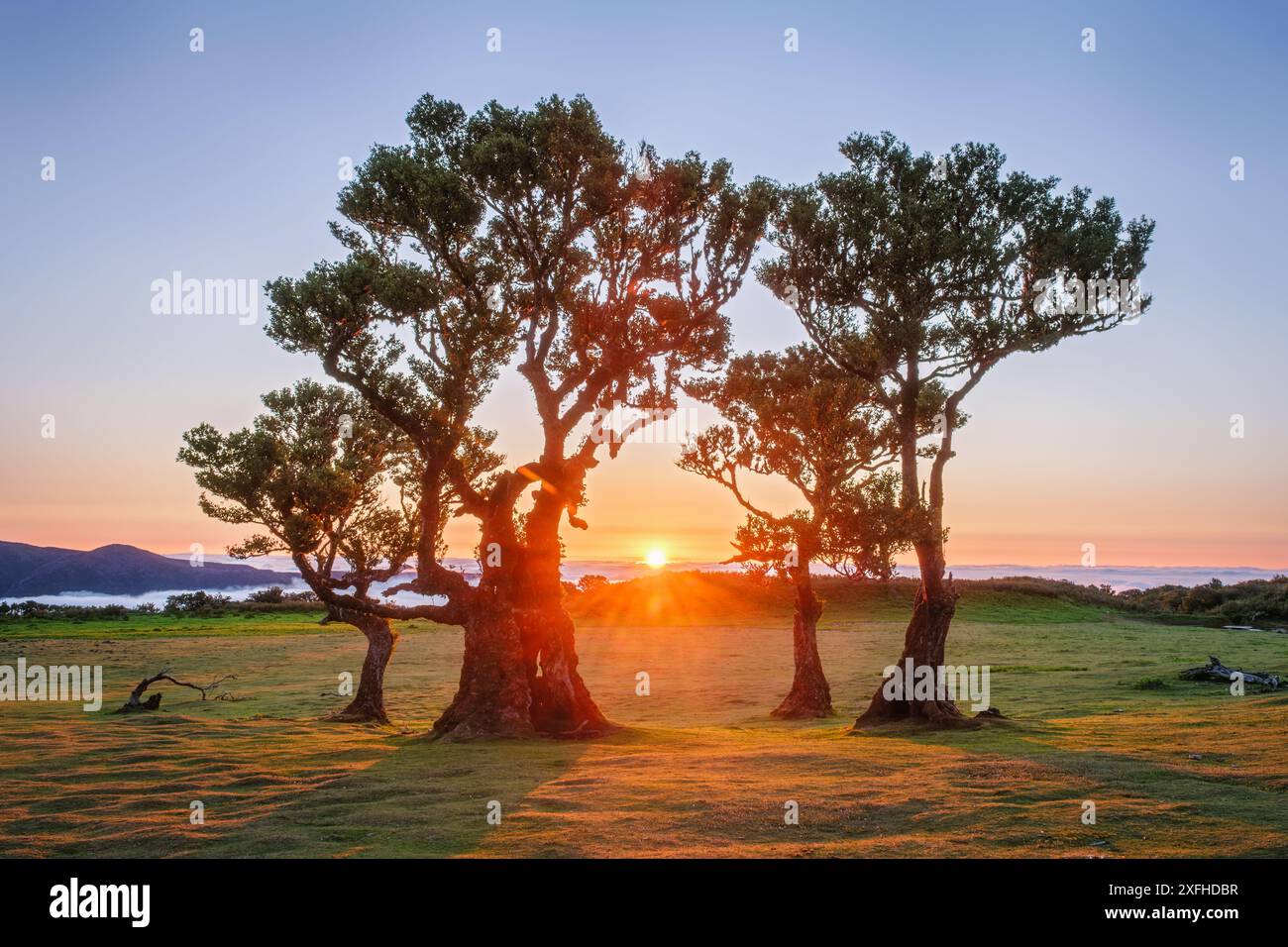Fanal forest on Madeira island, Portugal Stock Photo - Alamy