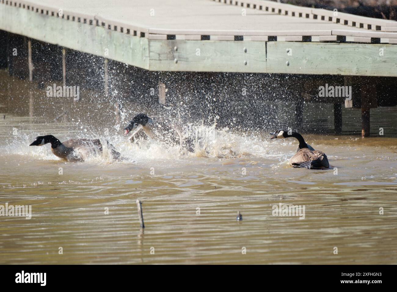 Aggressive Geese, Huntley Meadows Park Wetland, Virginia, USA Stock ...