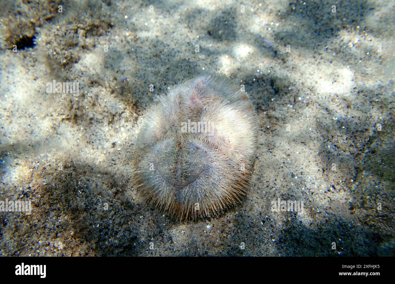 Sand sea urchin - Echinocardium mediterraneum Stock Photo - Alamy