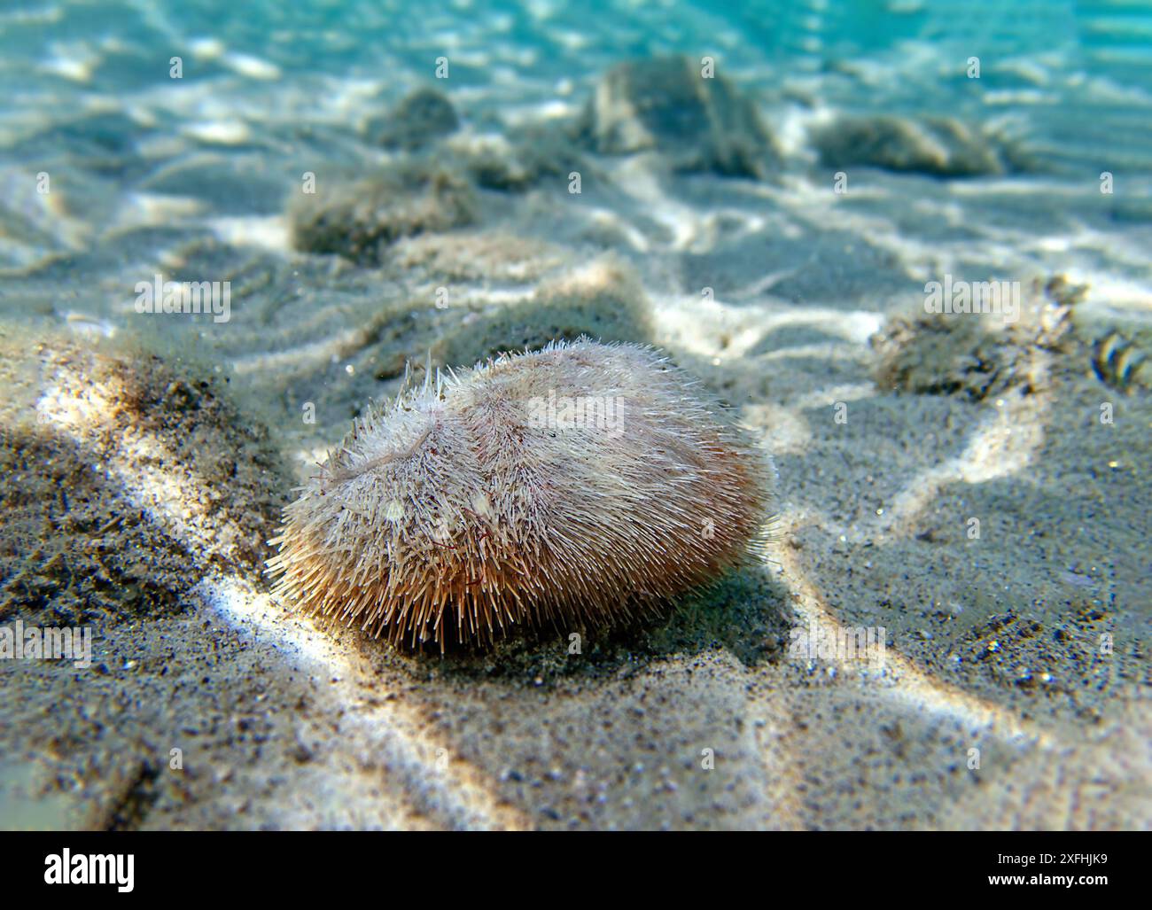 Sand sea urchin - Echinocardium mediterraneum Stock Photo - Alamy