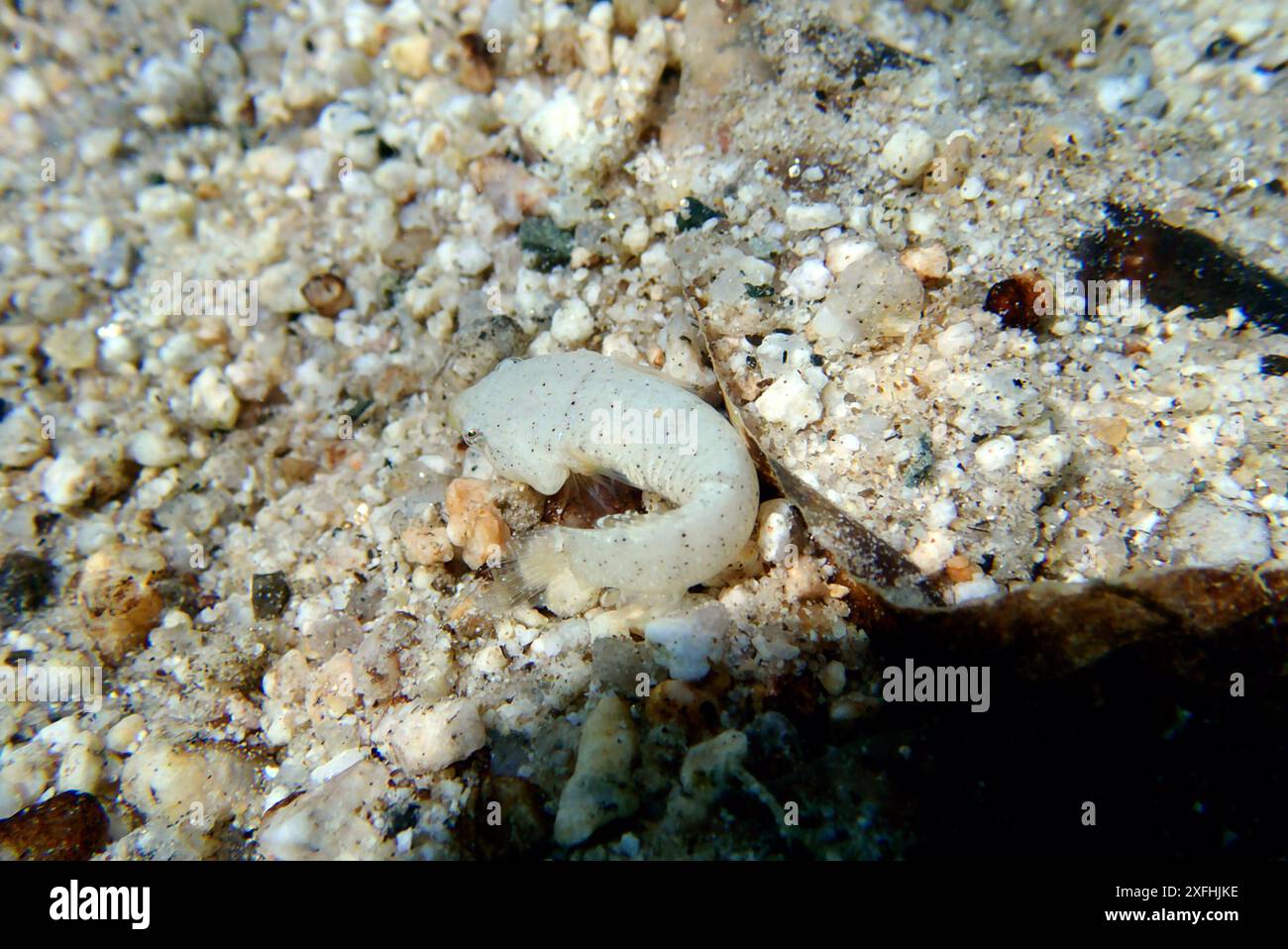 Two-spotted clingfish - (Diplecogaster bimaculata Stock Photo - Alamy