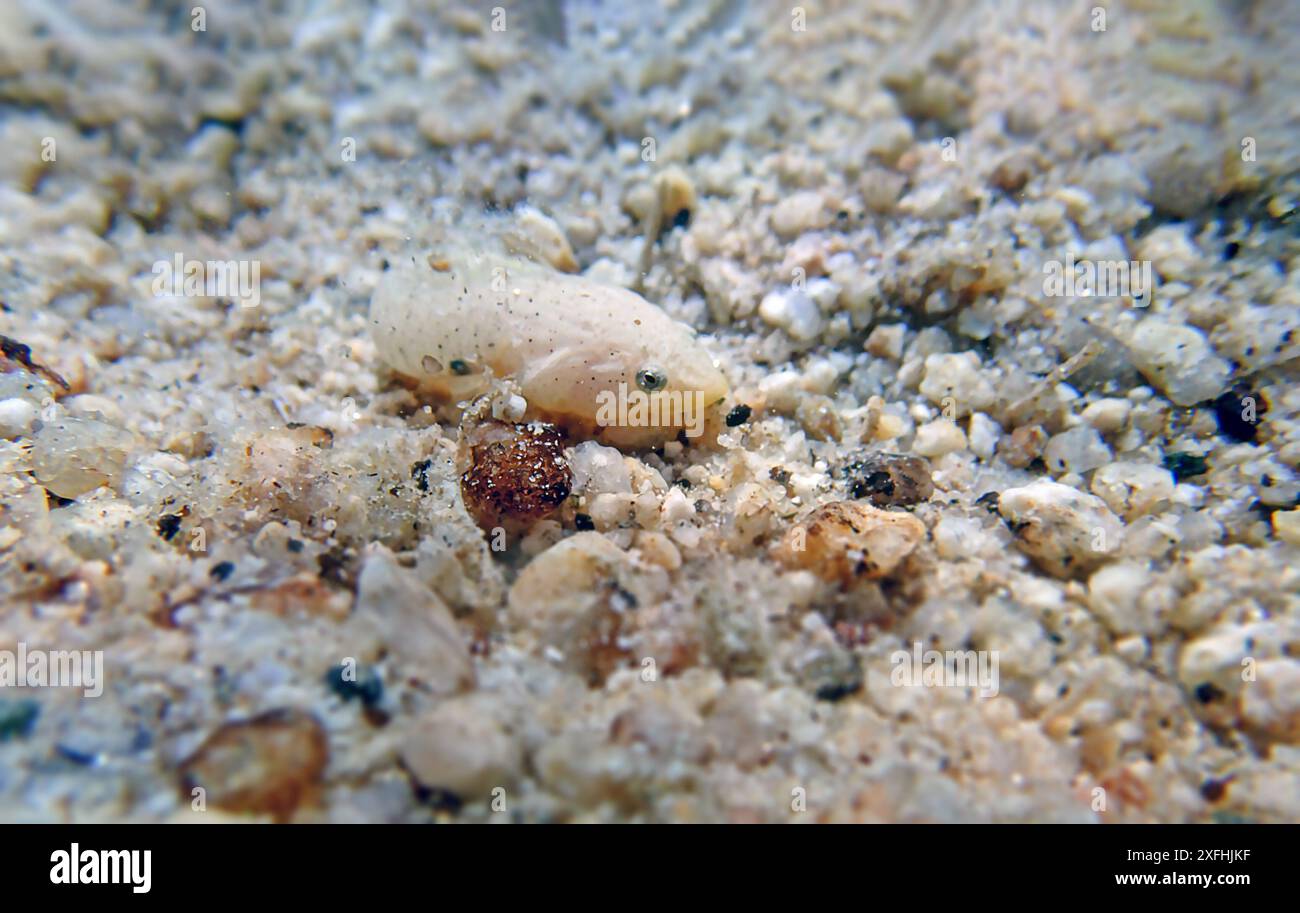 Two-spotted clingfish - (Diplecogaster bimaculata Stock Photo - Alamy