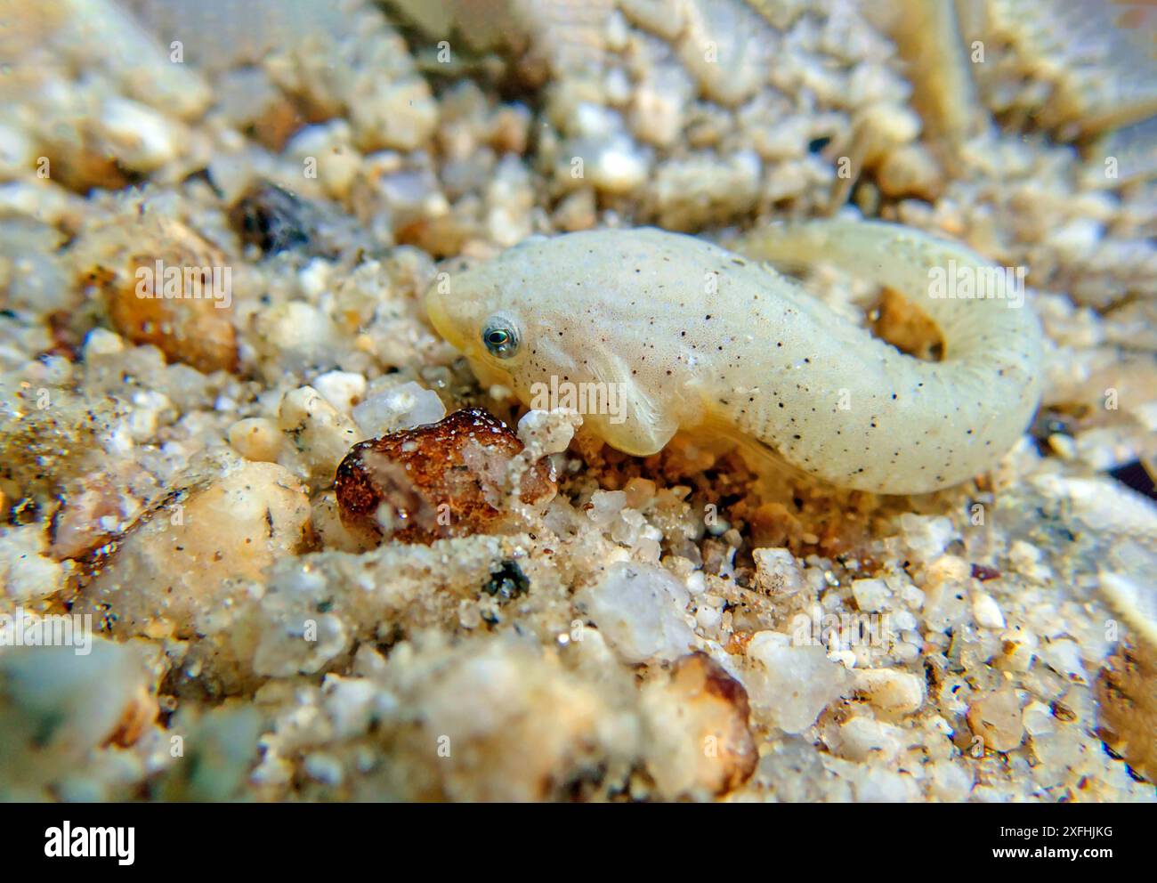 Two-spotted clingfish - (Diplecogaster bimaculata Stock Photo - Alamy