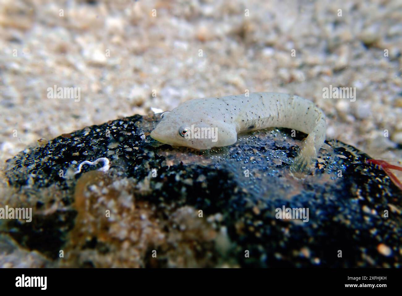 Two-spotted clingfish - (Diplecogaster bimaculata Stock Photo - Alamy