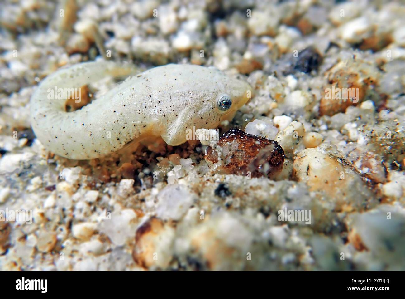 Two-spotted clingfish - (Diplecogaster bimaculata Stock Photo - Alamy