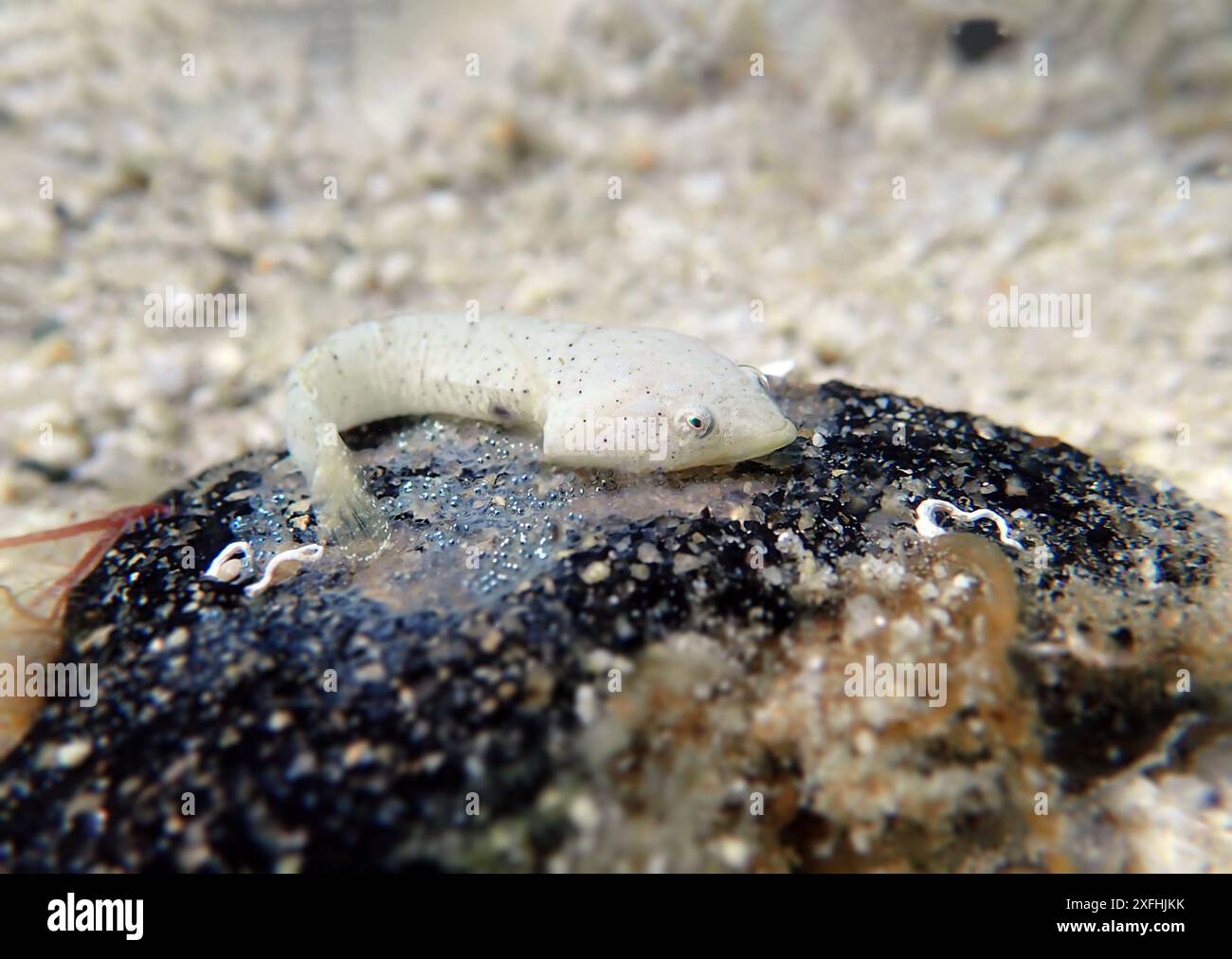 Two-spotted clingfish - (Diplecogaster bimaculata Stock Photo - Alamy