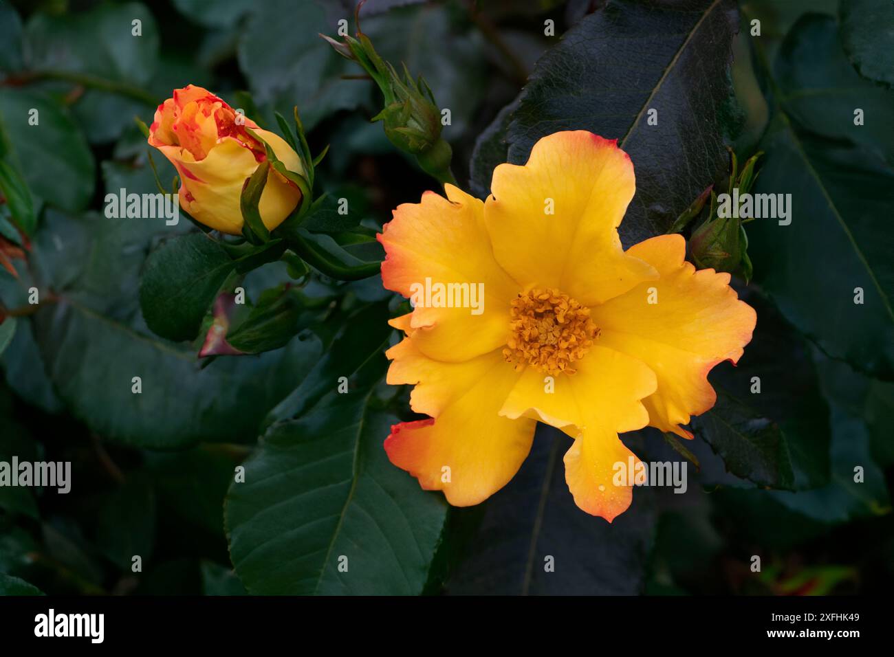 Flutterbye hi-res stock photography and images - Alamy