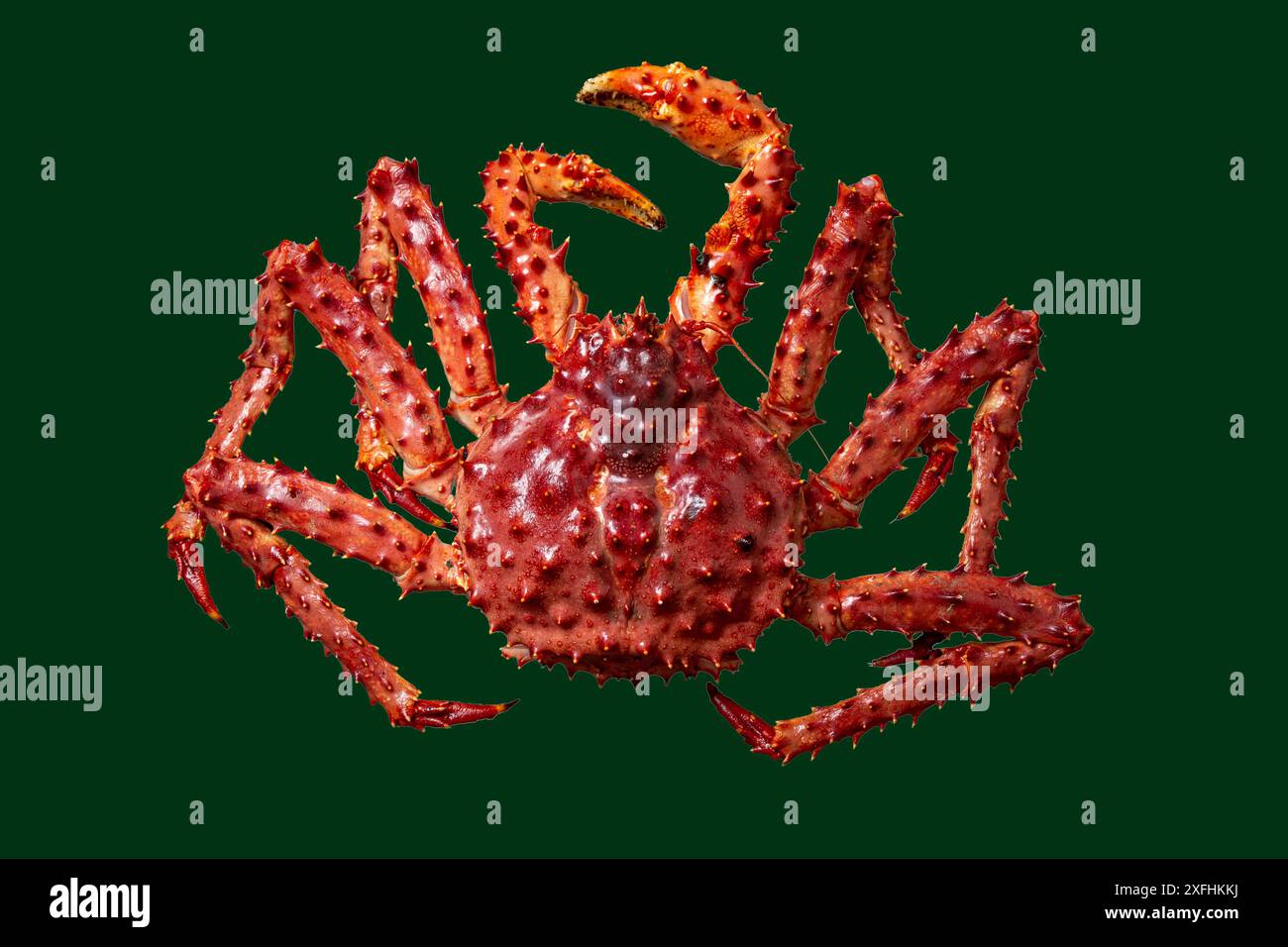 Alaskian king crab isolated on a green background, top view Stock Photo ...