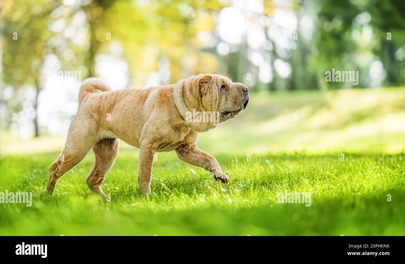 Shar pei purebred dog walking hi-res stock photography and images - Alamy