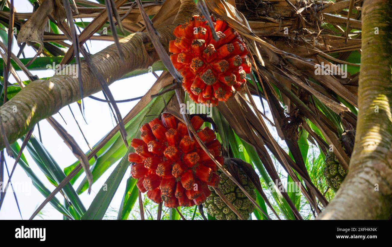 Fragrant Screwpine (Pandanus fascicularis, Pandanus odorifer, Pandanus ...