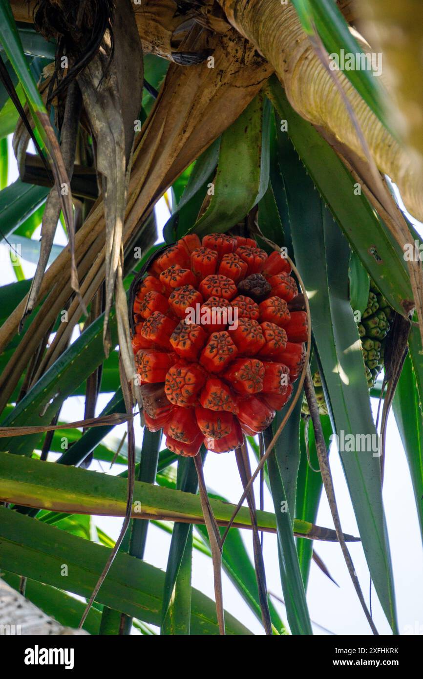 Fragrant Screwpine (Pandanus fascicularis, Pandanus odorifer, Pandanus ...