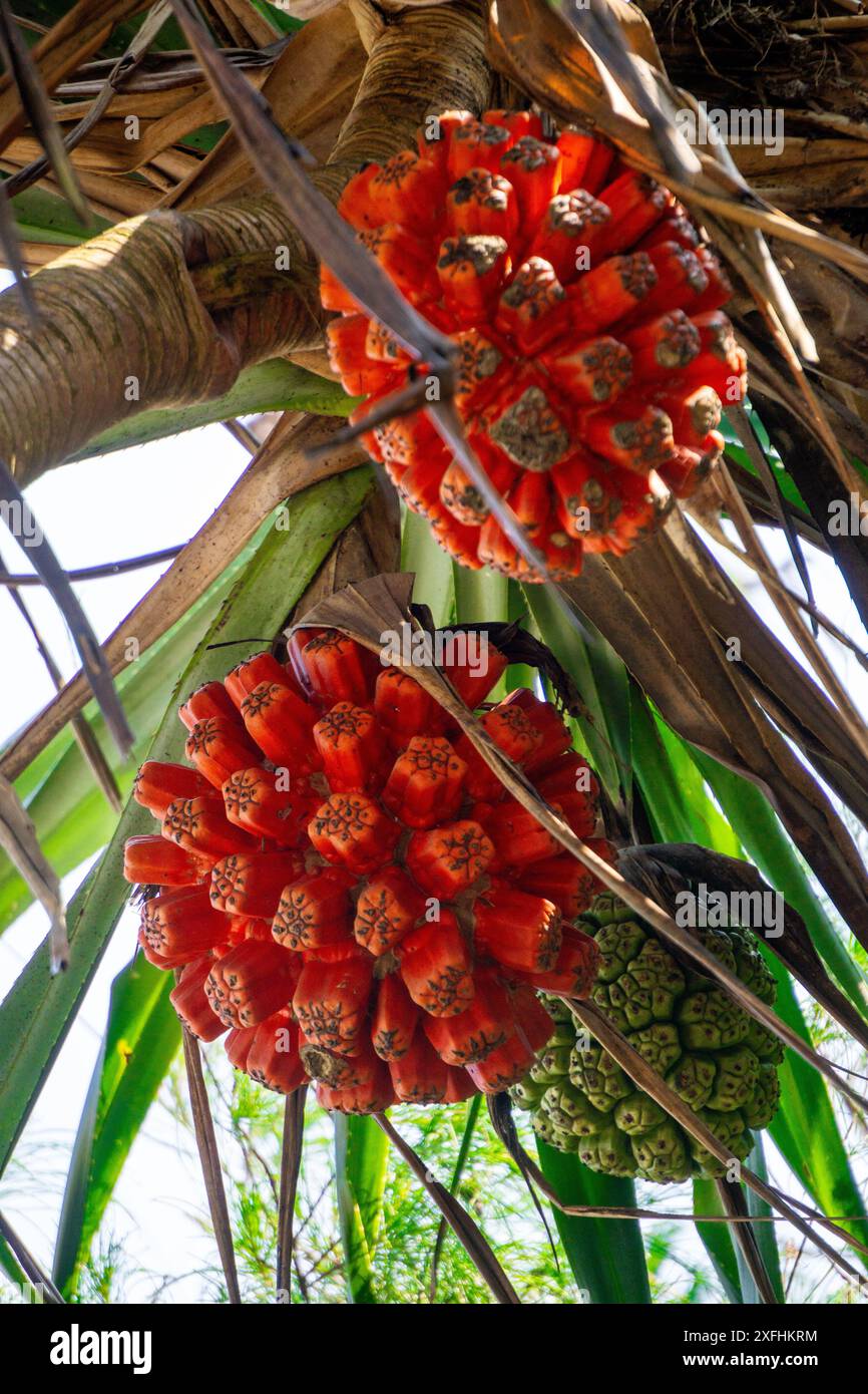 Fragrant Screwpine (Pandanus fascicularis, Pandanus odorifer, Pandanus ...
