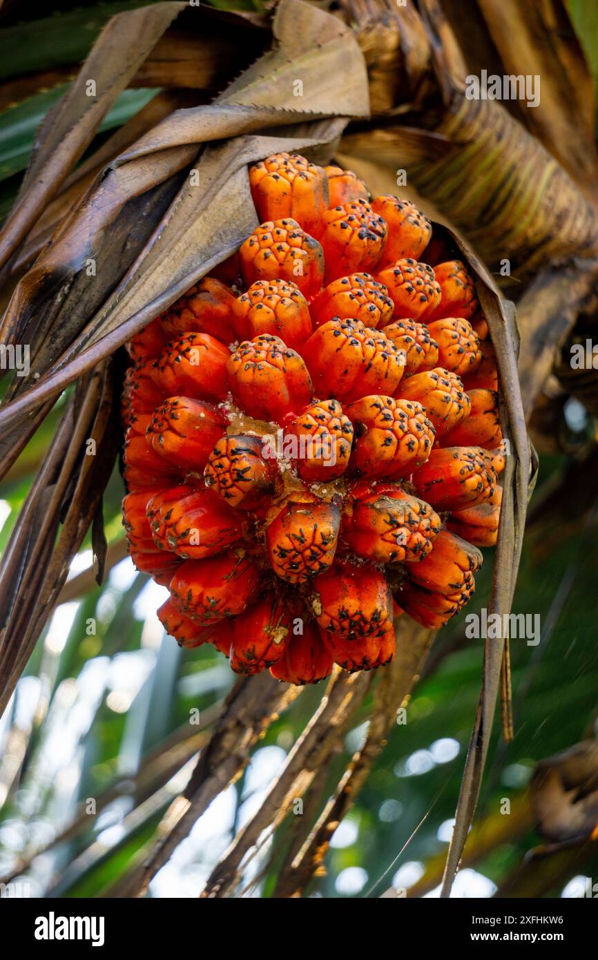 Fragrant Screwpine (Pandanus fascicularis, Pandanus odorifer, Pandanus ...